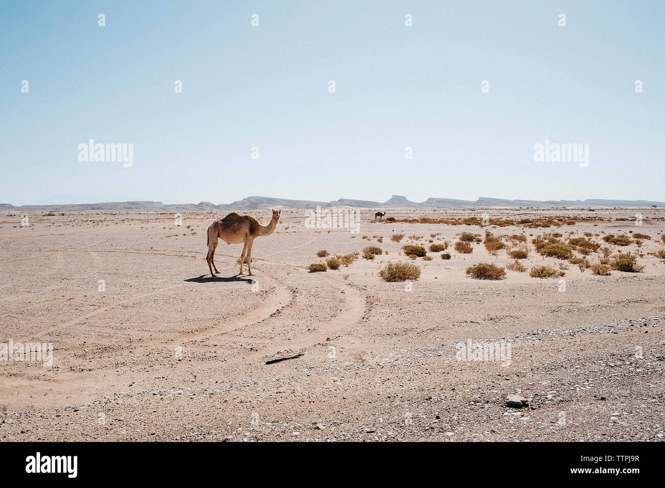Camel standing hi-res stock photography and images - Alamy
