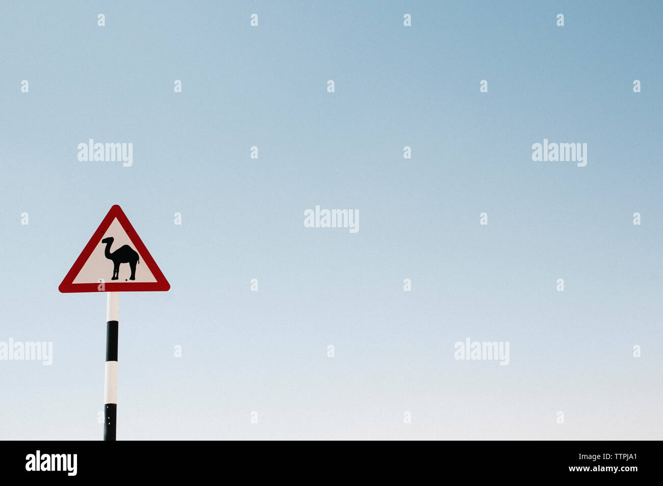 Camel crossing road sign hi-res stock photography and images - Alamy