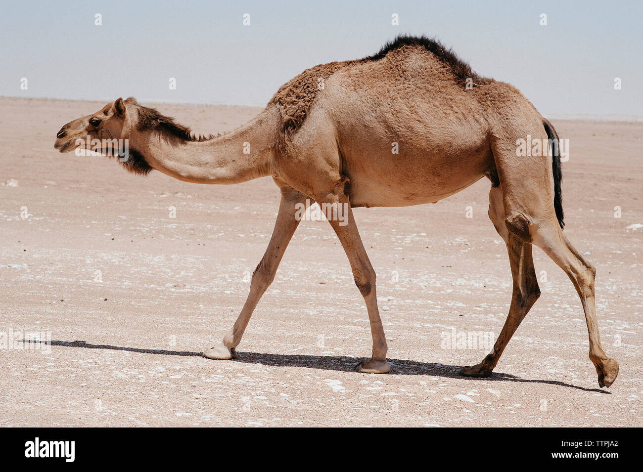 Side view of camel walking in desert against clear sky Stock Photo - Alamy