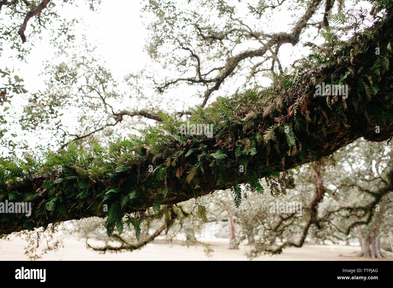 Moss growing tree branch Stock Photo - Alamy