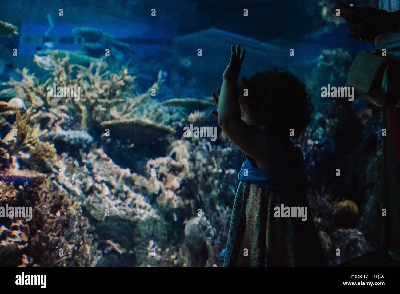 Child fish tank hi-res stock photography and images - Alamy