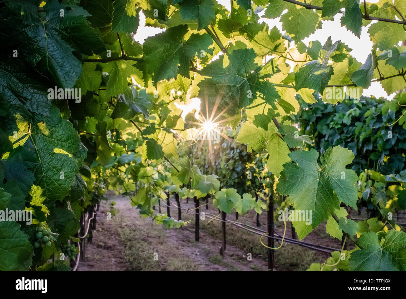 Plants growing in vineyard Stock Photo - Alamy