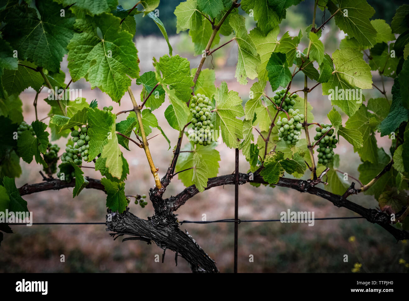 Grapes growing on plants in vineyard Stock Photo - Alamy
