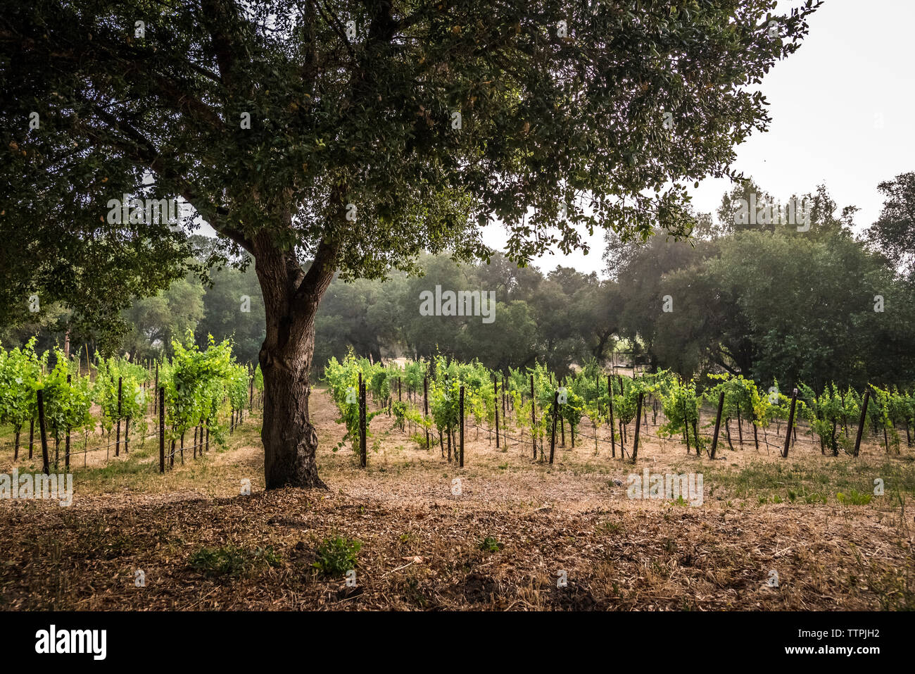 Vines growing into trees hi-res stock photography and images - Alamy