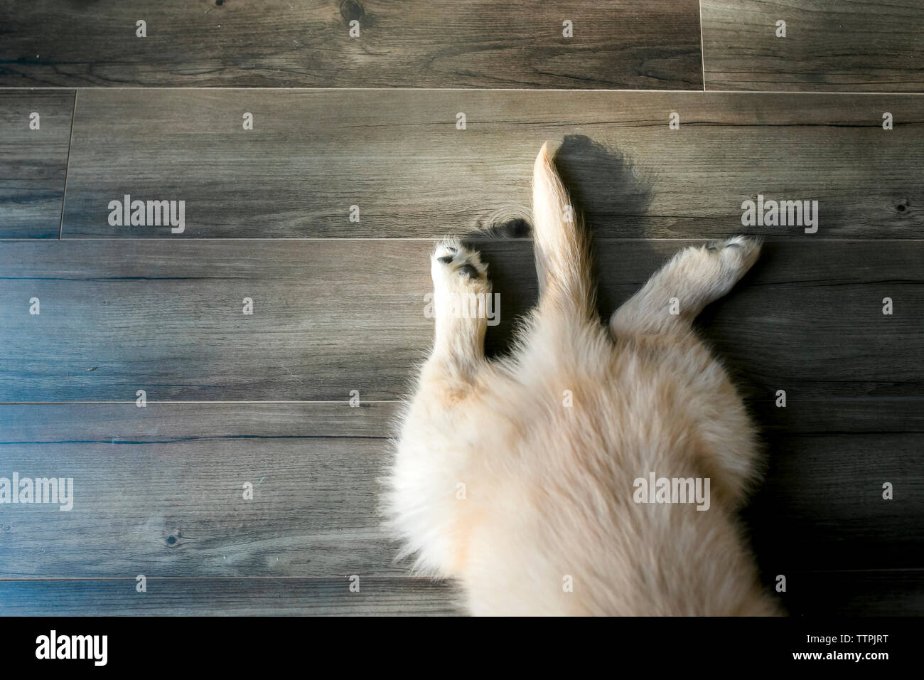 Overhead view of dog on hardwood floor Stock Photo - Alamy