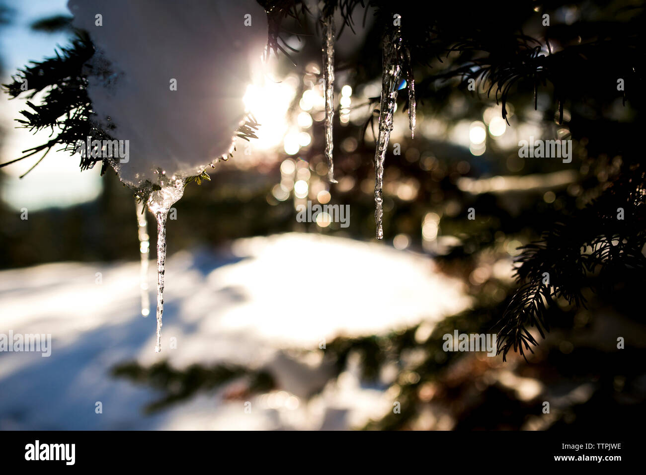 Icicles snow on tree hi-res stock photography and images - Alamy