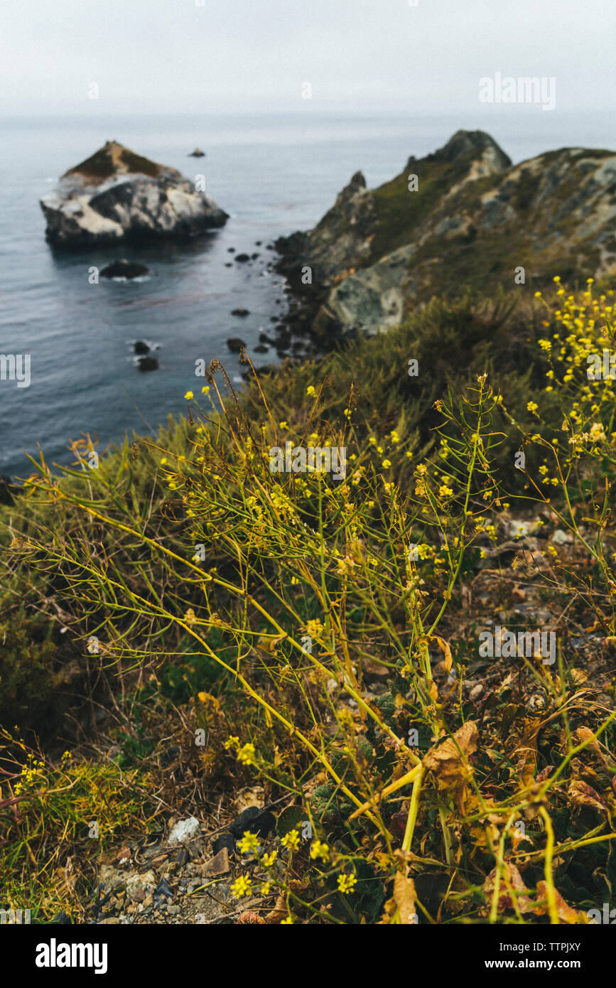 Sea shore plants hi-res stock photography and images - Alamy