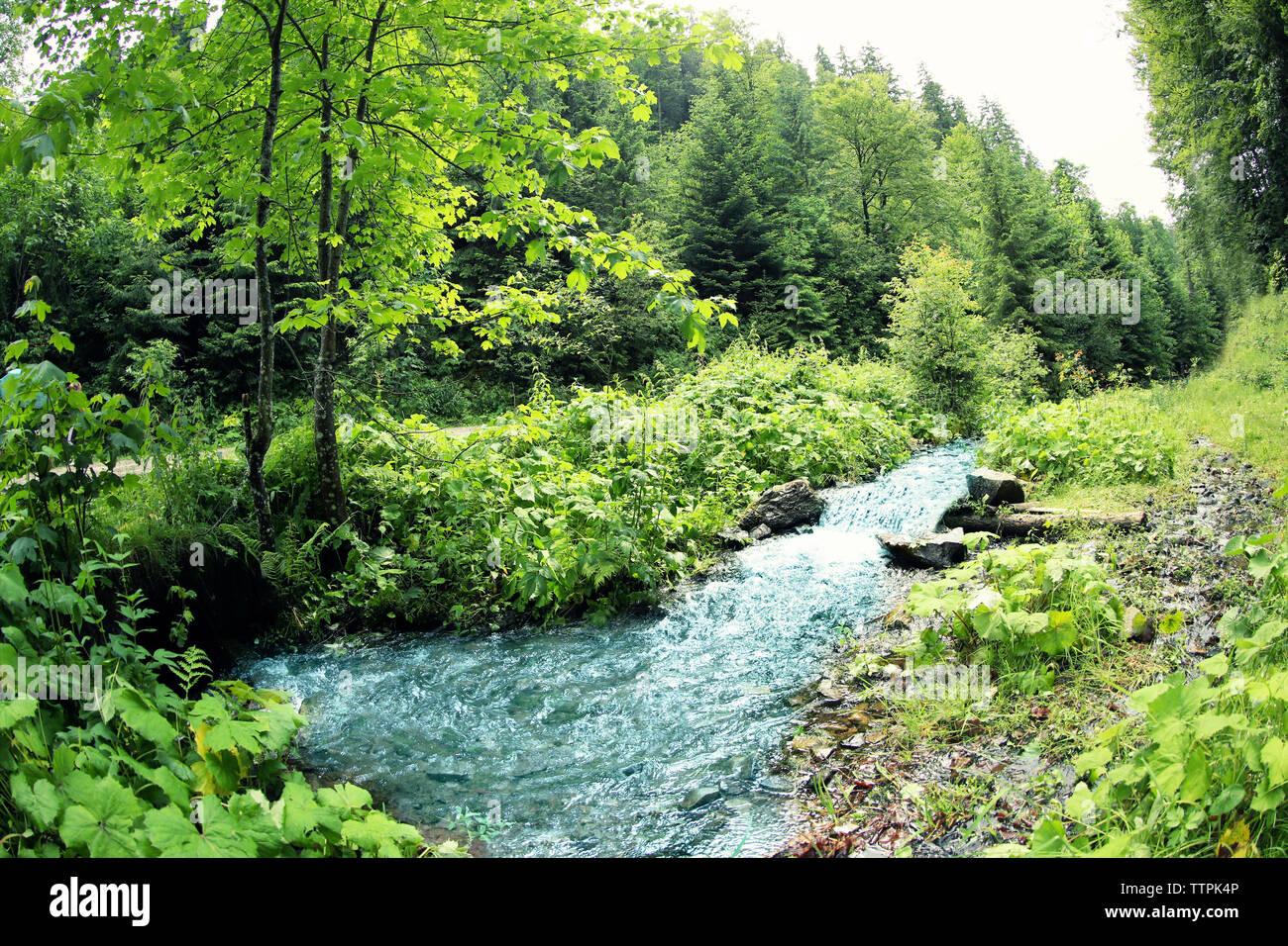 Fast small river in forest Stock Photo - Alamy