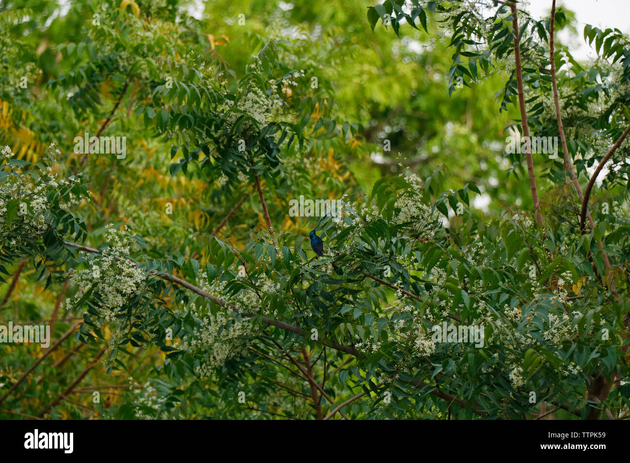 Azadirachta indica, commonly known as neem, nimtree or Indian lilac ...