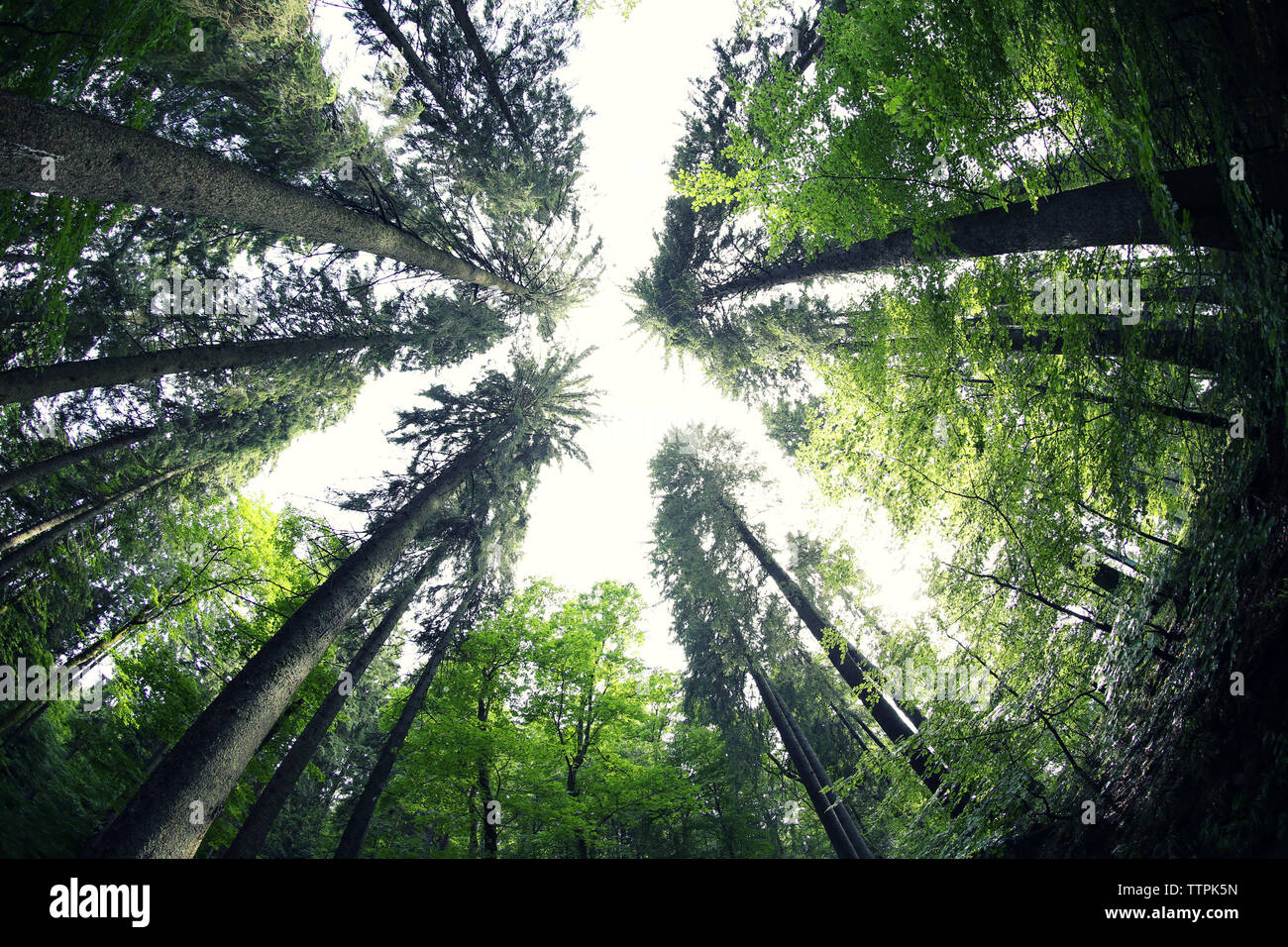 Top of trees in forest Stock Photo - Alamy