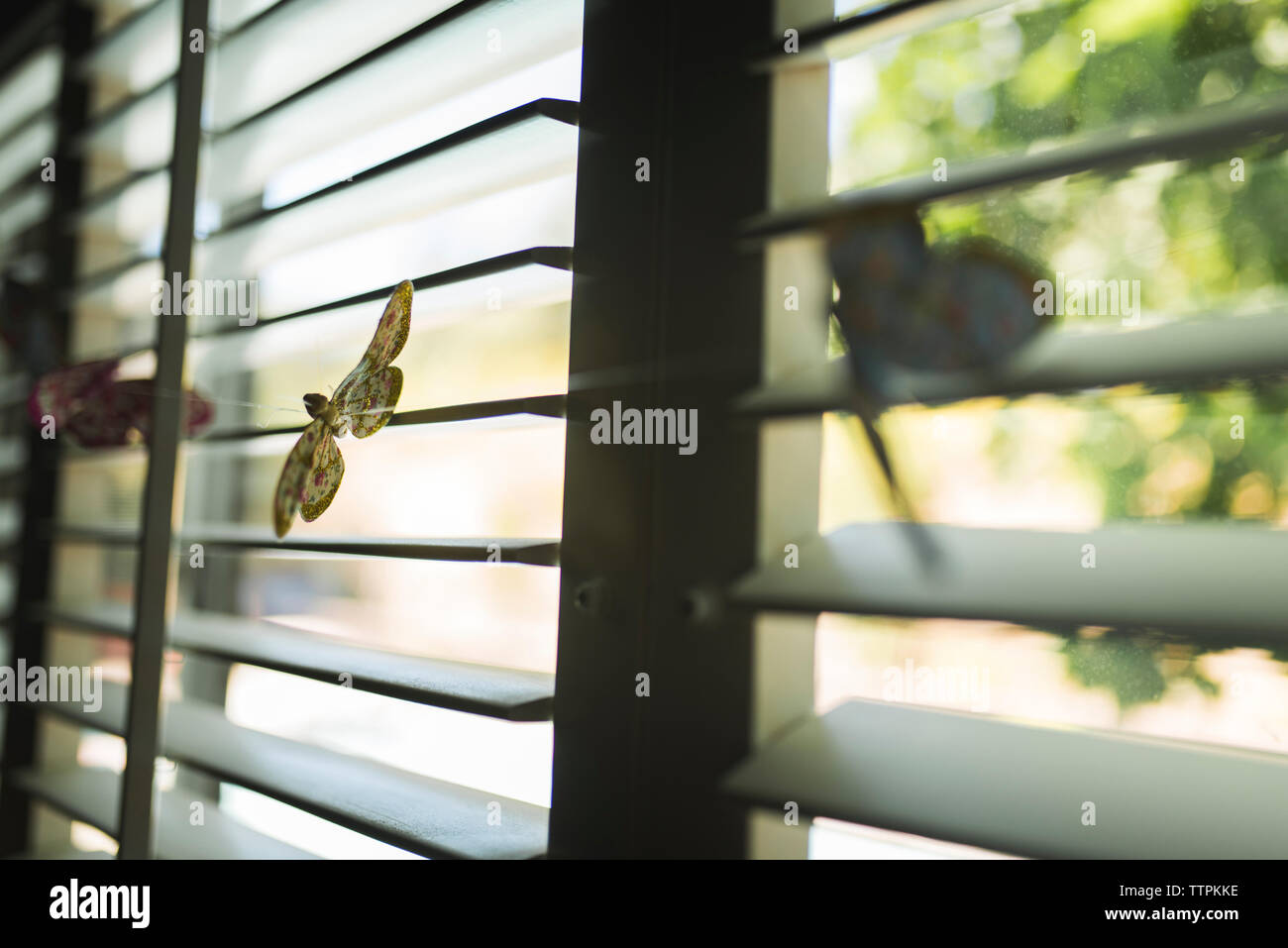 Butterflies in home hi-res stock photography and images - Alamy