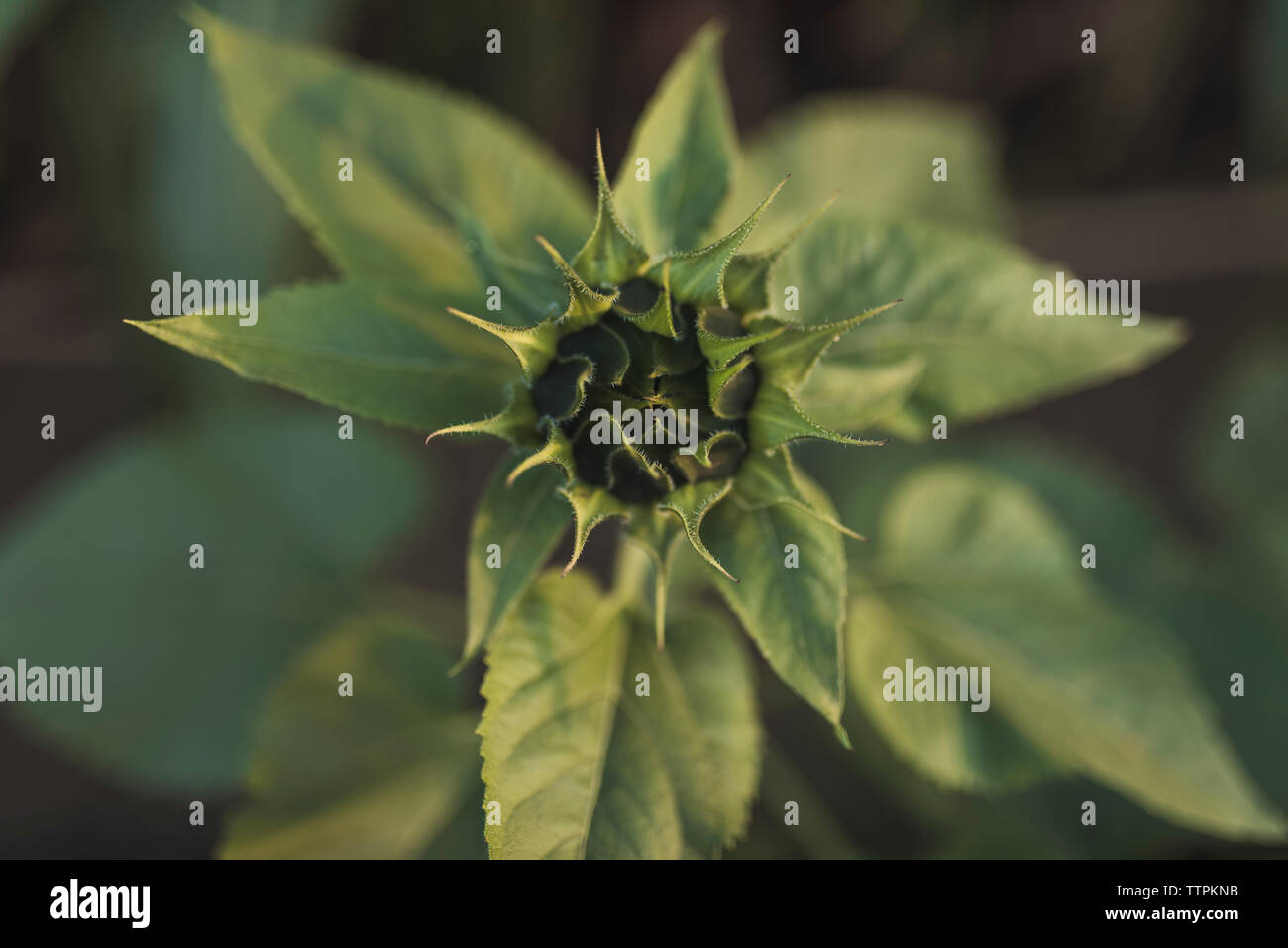Bud sunflower hi-res stock photography and images - Alamy