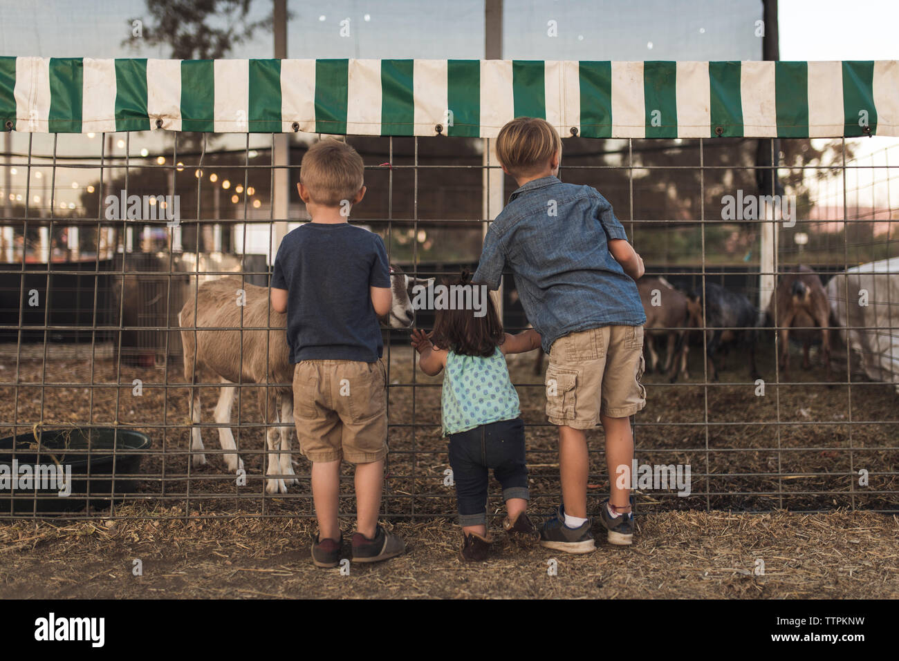 Rear view of siblings looking at goat in animal pen at farm Stock Photo ...