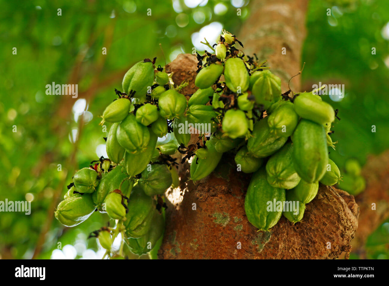 Averrhoa bilimbi (commonly known as bilimbi, cucumber tree, or tree ...