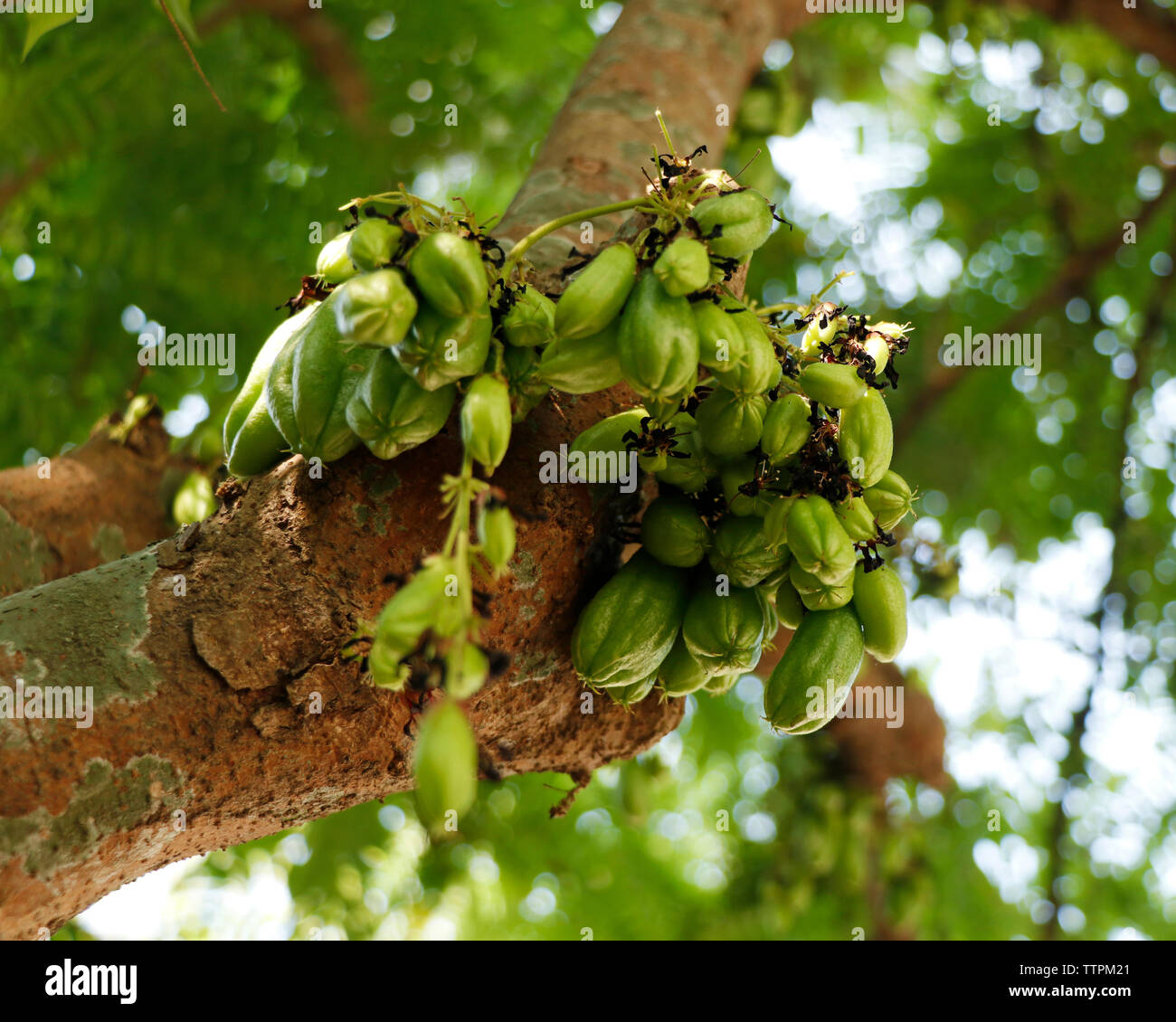 Averrhoa bilimbi (commonly known as bilimbi, cucumber tree, or tree ...