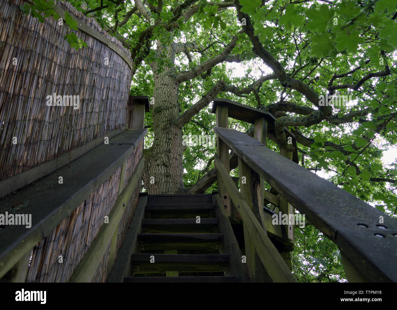 Wooden Steps leading to tree top viewing platform Stock Photo - Alamy