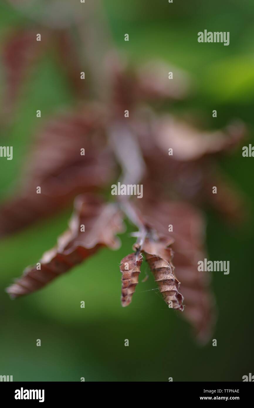 Four-spotted Orb Spider (Araneus quadrates) on a Dead Beech Branch ...
