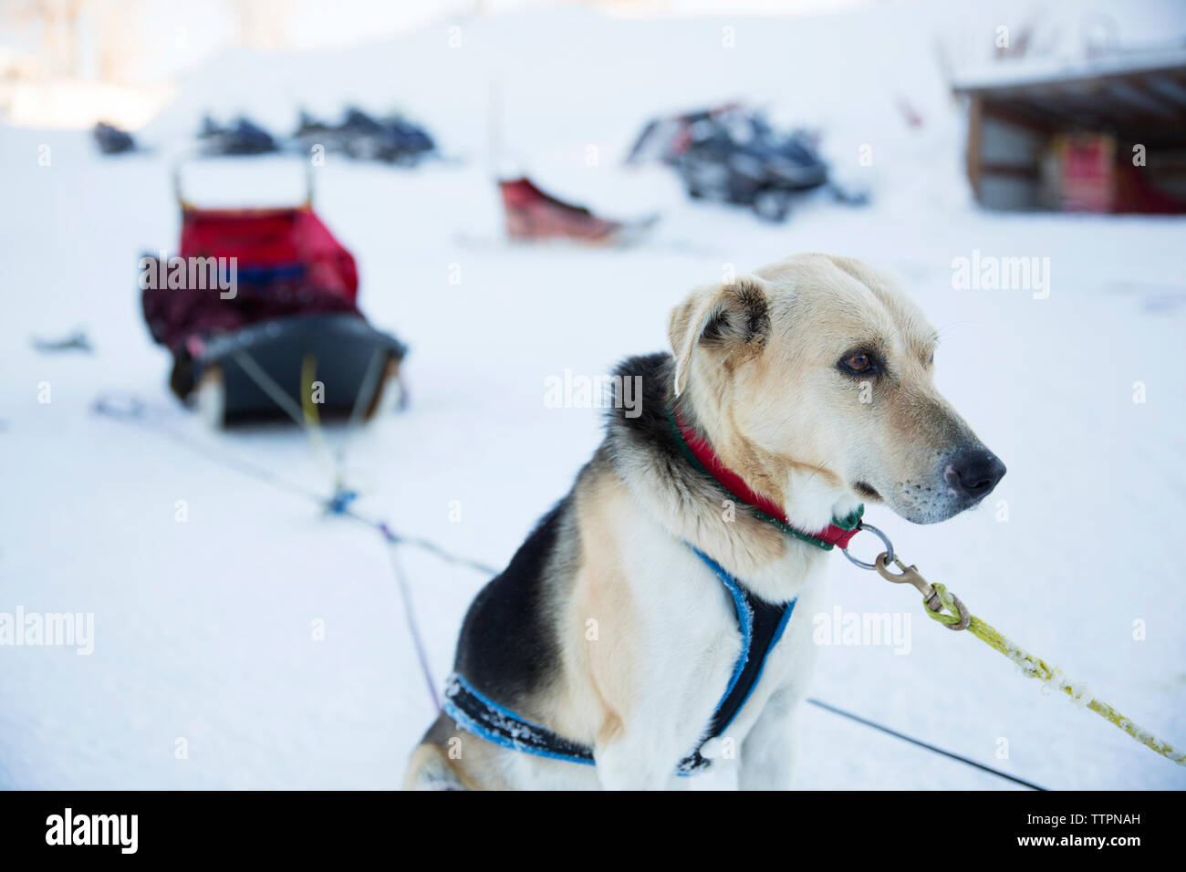 Serious looking dog hi-res stock photography and images - Alamy