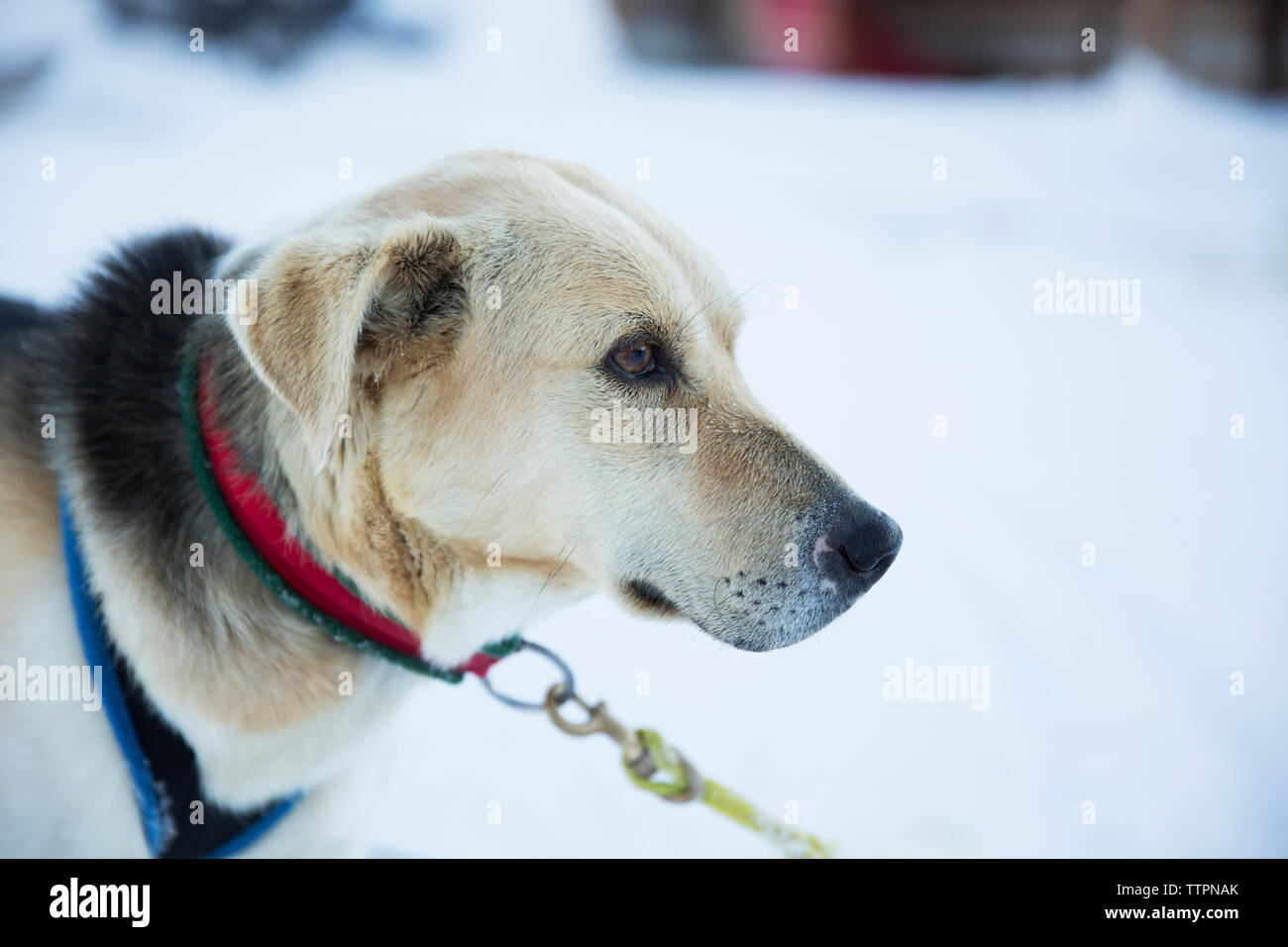 Serious looking dog hi-res stock photography and images - Alamy