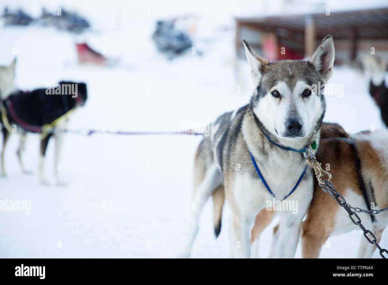 Pet dog tied up hi-res stock photography and images - Alamy