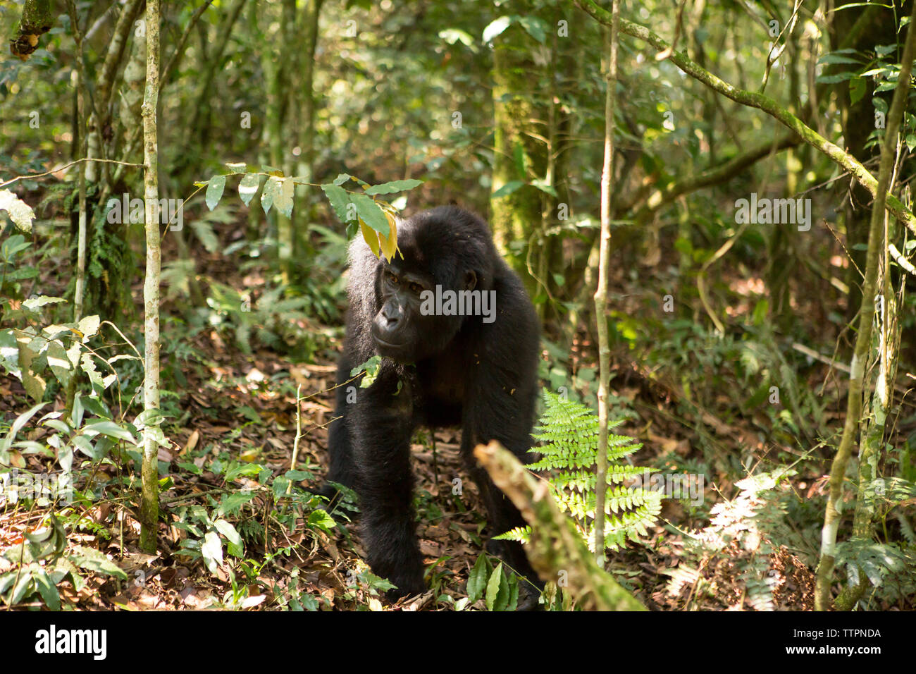 Chimpanzee walking hi-res stock photography and images - Alamy