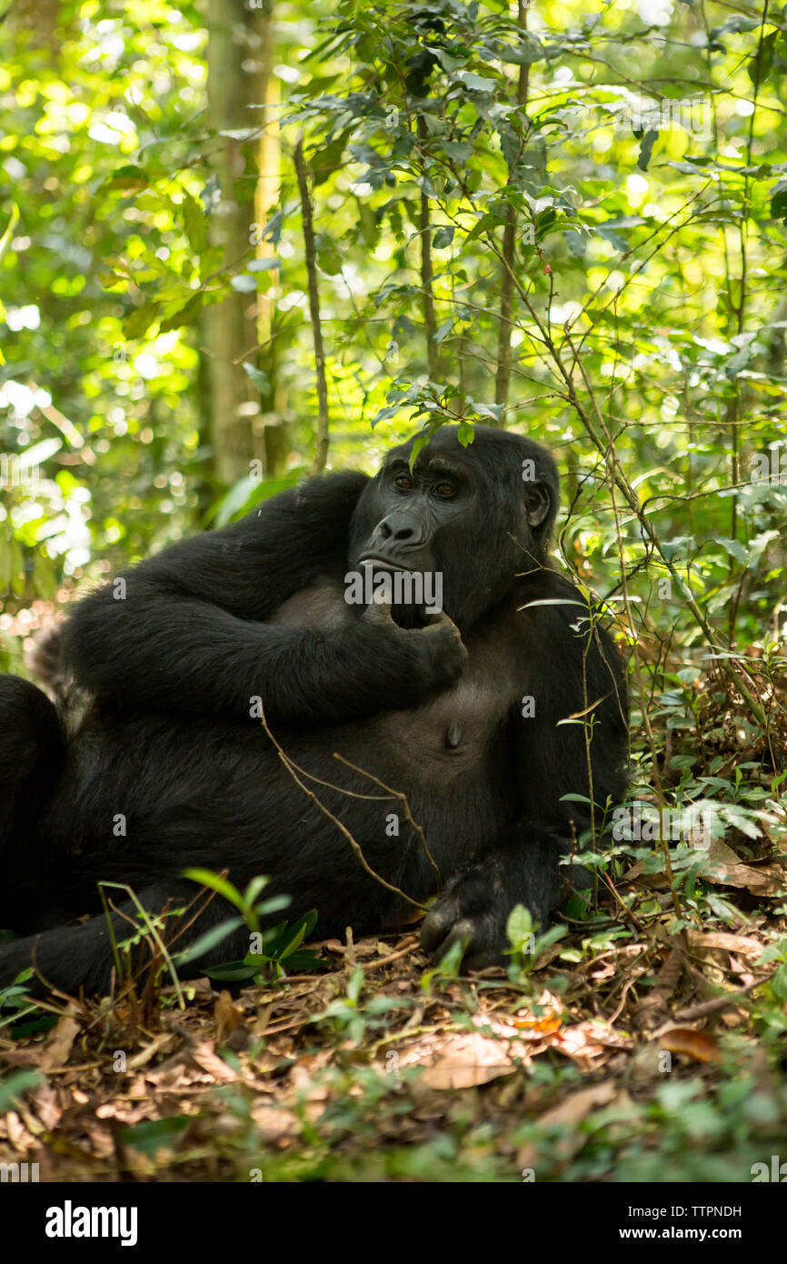 Low angle view of chimpanzee relaxing on field in forest Stock Photo ...