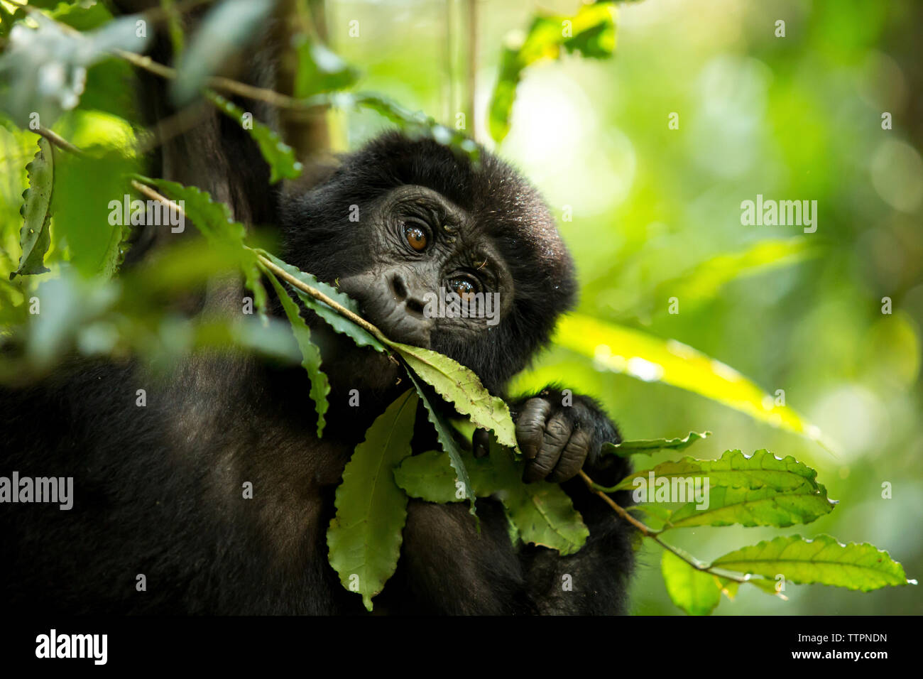 Chimpanzee eating plant hi-res stock photography and images - Alamy