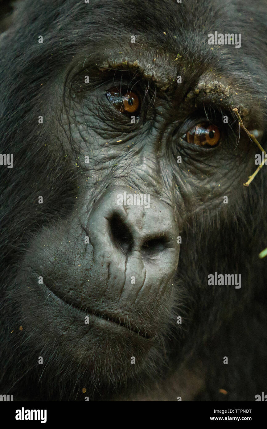 Chimpanzee face hi-res stock photography and images - Alamy