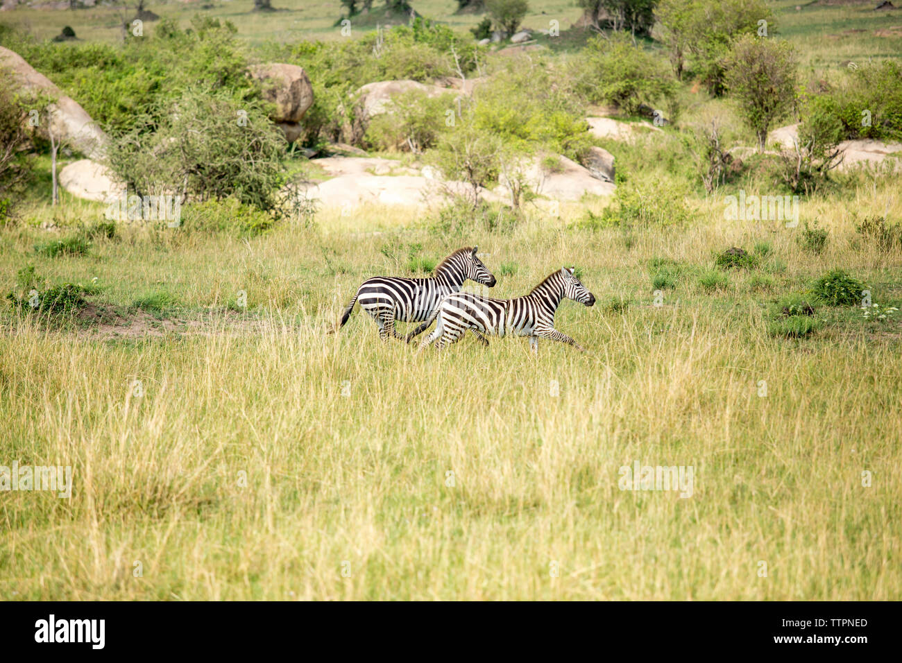 Side view of zebras running on field at Serengeti National Park Stock ...