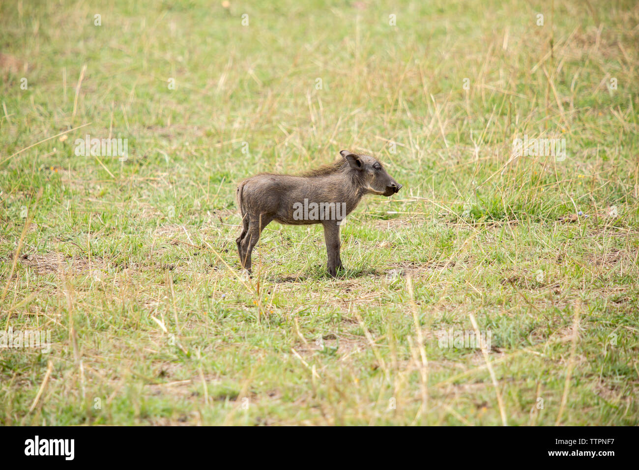 Side view of warthog standing 0n field at Serengeti National Park Stock ...