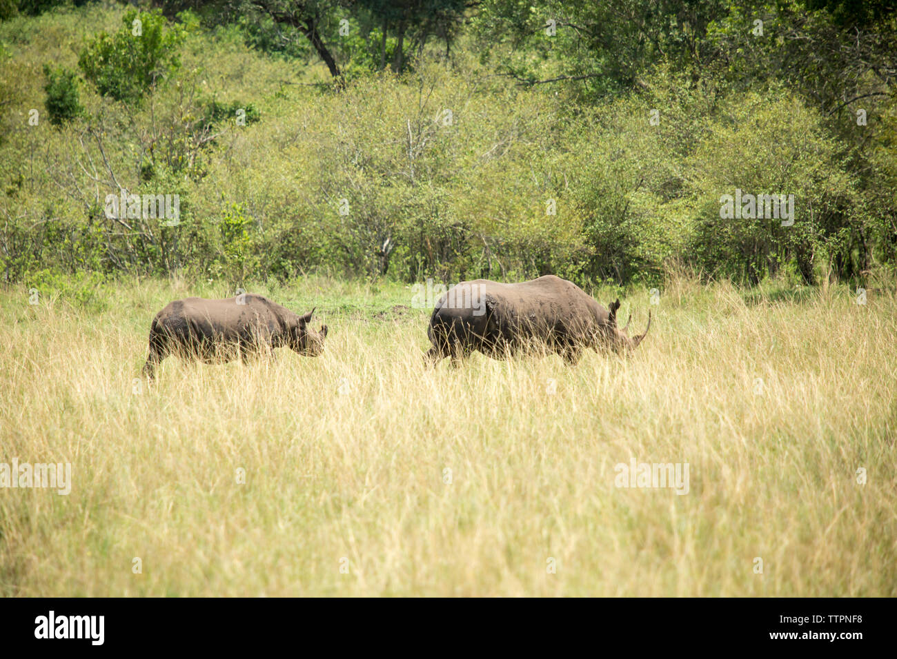 Rhinoceroses hi-res stock photography and images - Alamy