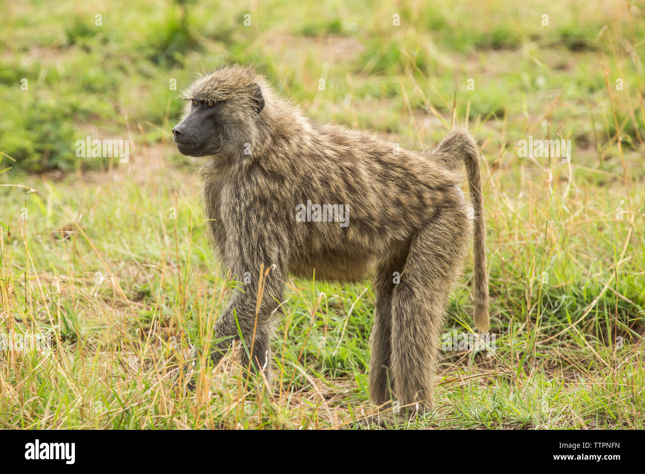 Side view of baboon standing on field at Serengeti National Park Stock ...