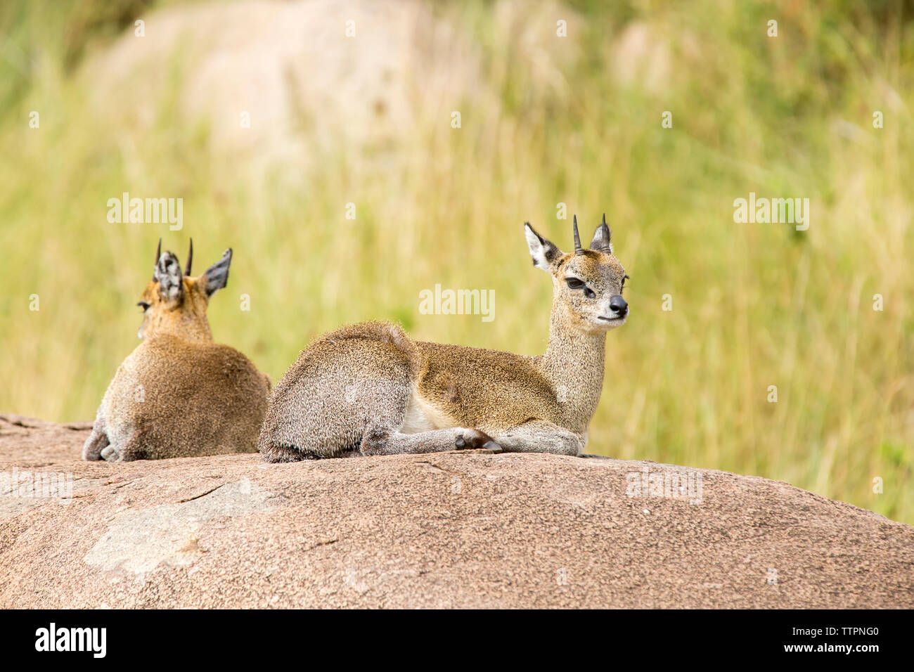 Deer sitting hi-res stock photography and images - Alamy