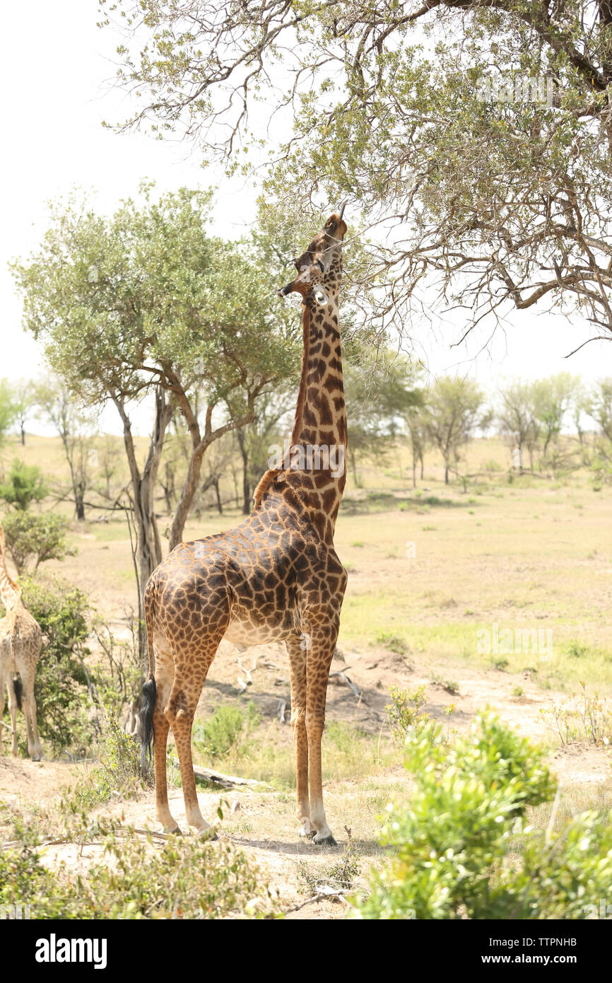 Side view of giraffe hi-res stock photography and images - Alamy
