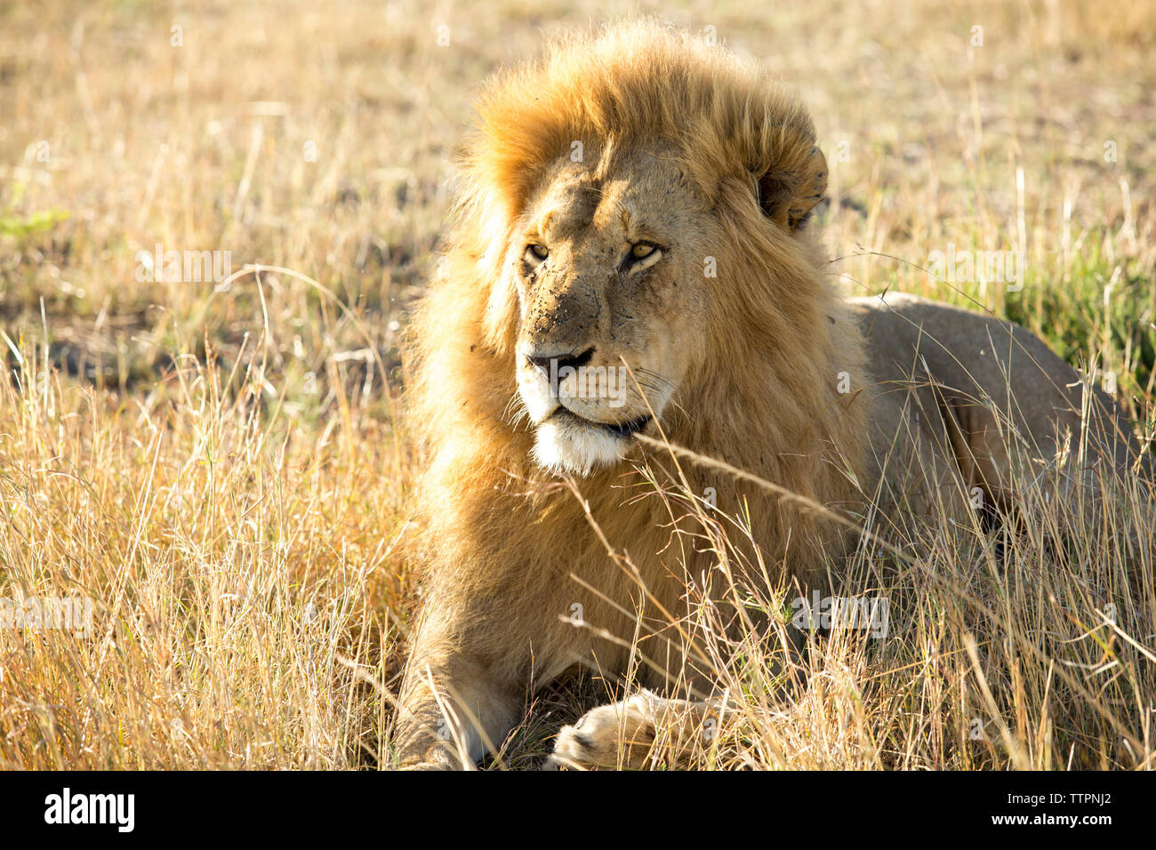 Lion sitting wildlife hi-res stock photography and images - Alamy