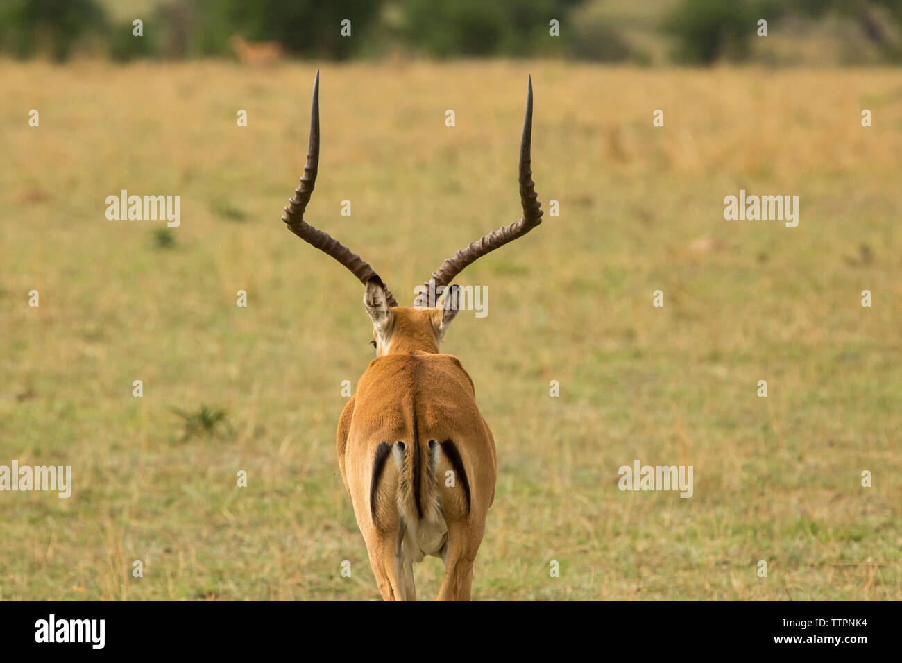 Impala on grass hi-res stock photography and images - Alamy