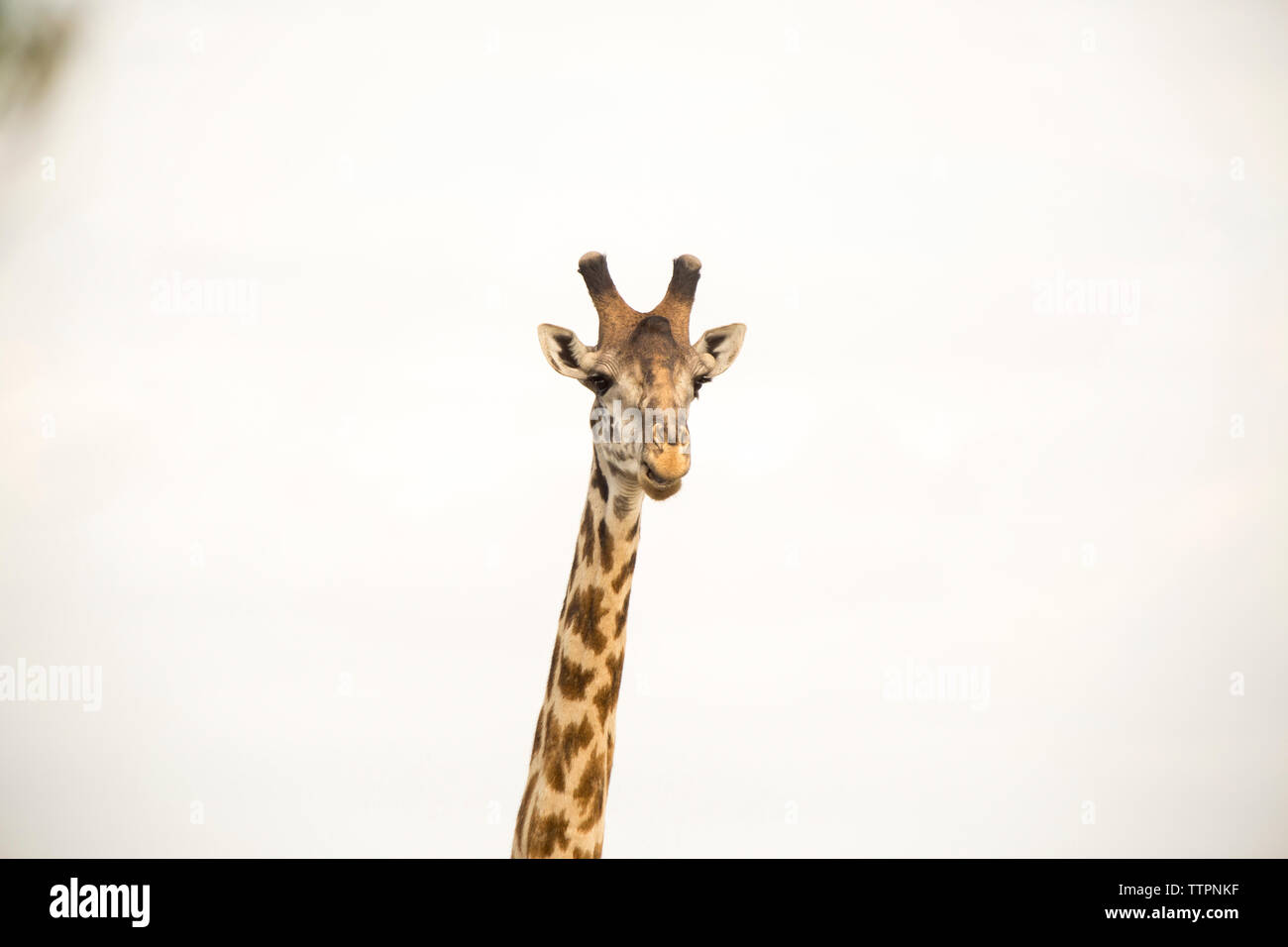 Close up giraffe against hi-res stock photography and images - Alamy