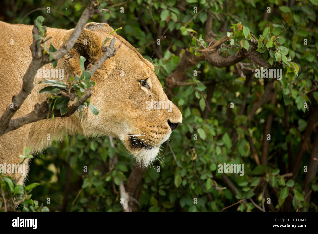 Side view lioness hi-res stock photography and images - Alamy