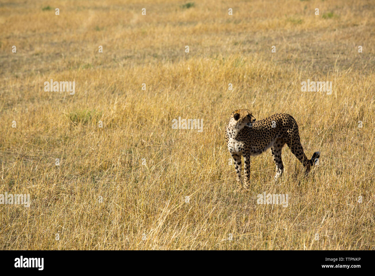 Cheetah standing hi-res stock photography and images - Alamy