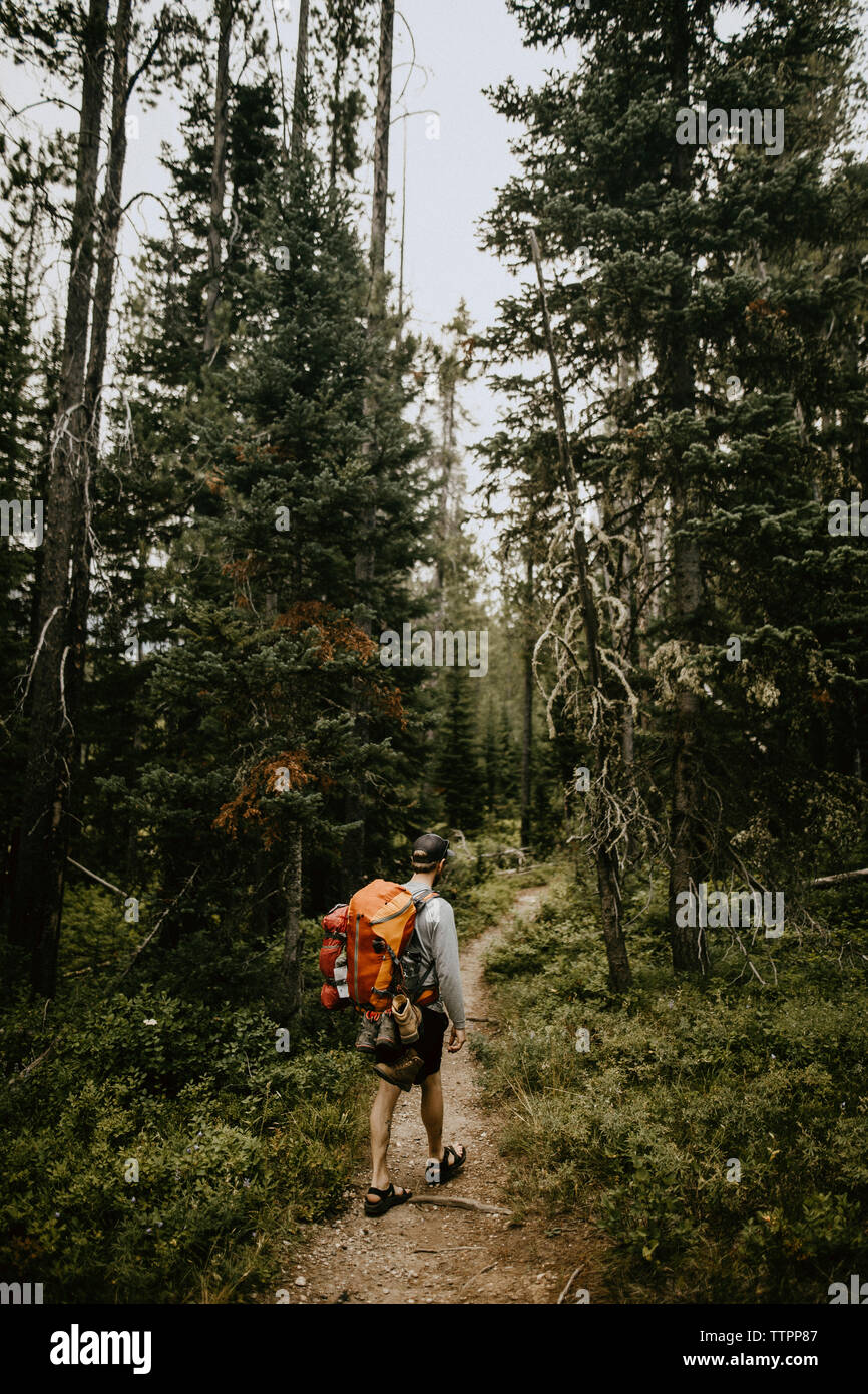Rear view of male hiker with backpack walking on trail amidst trees in ...