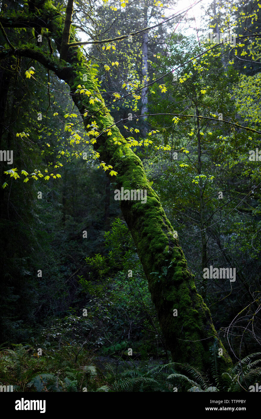 Trees and plants growing in forest Stock Photo - Alamy