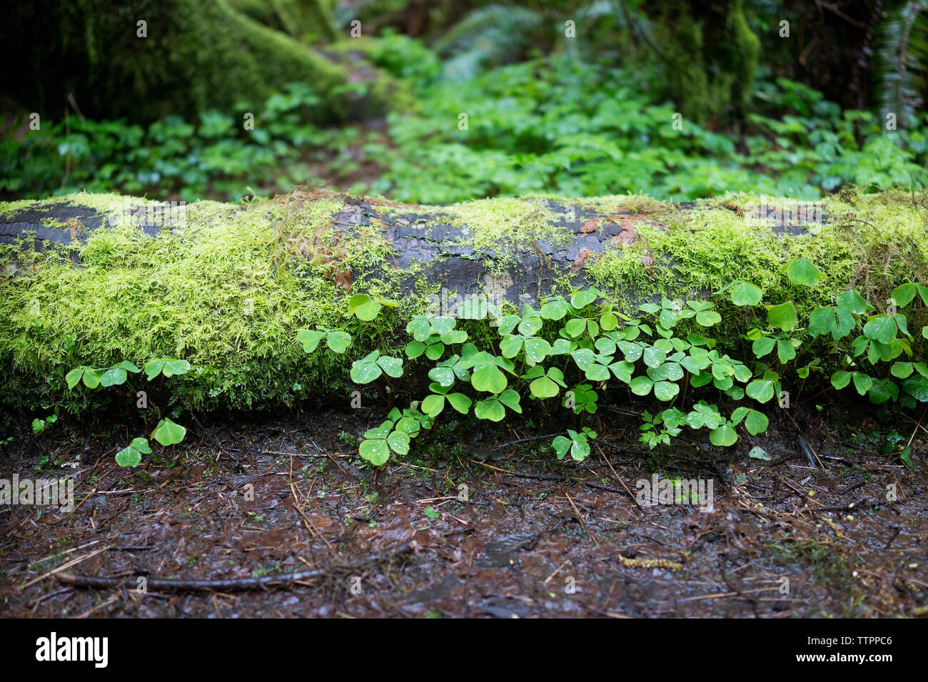 High angle view of plants and moss growing on tree trunk in Redwood ...
