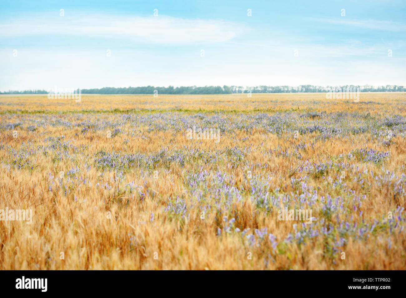 Field with flowers in summer Stock Photo - Alamy