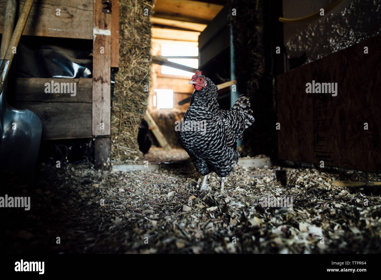 Chicken standing in barn Stock Photo - Alamy