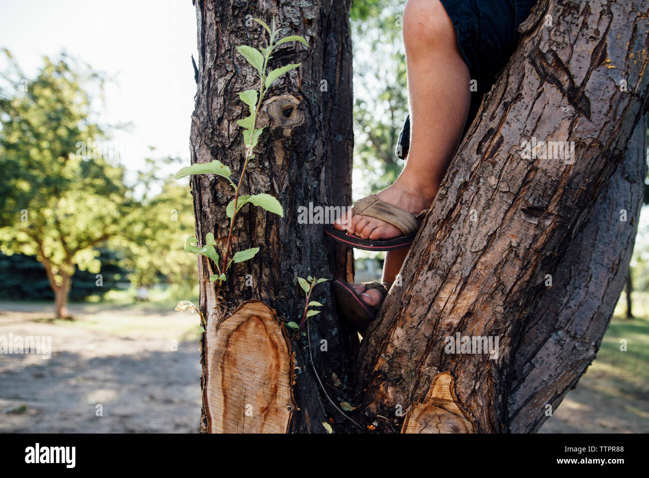 Tree trunk legs hi-res stock photography and images - Alamy