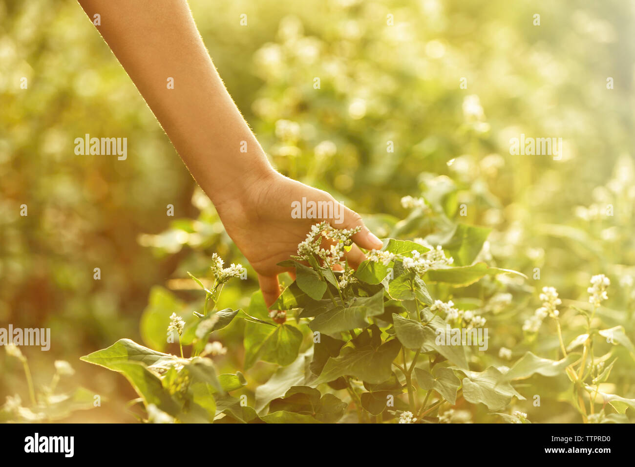 Child hand touching field grass Stock Photo - Alamy