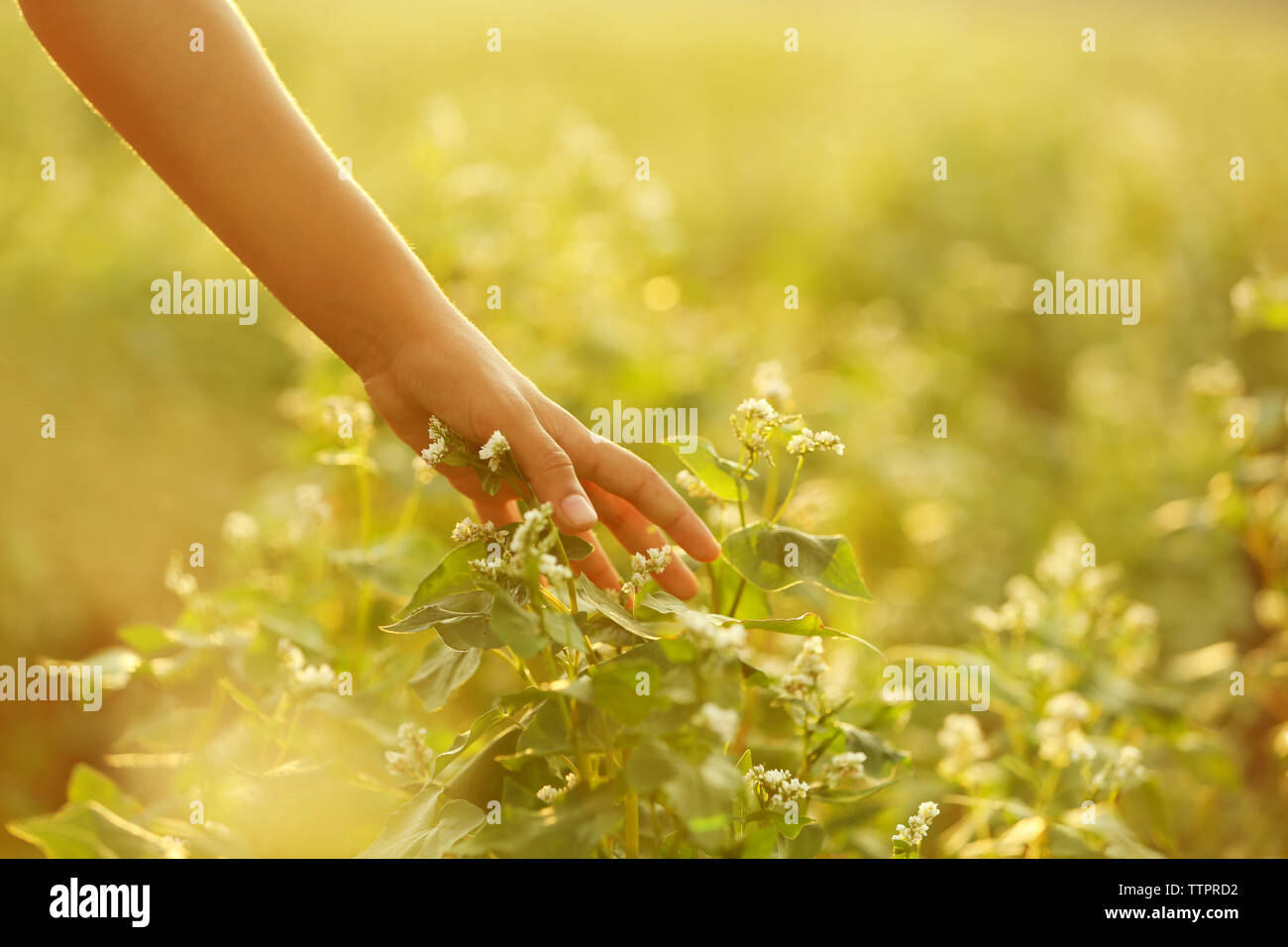 Child hand touching field grass Stock Photo - Alamy