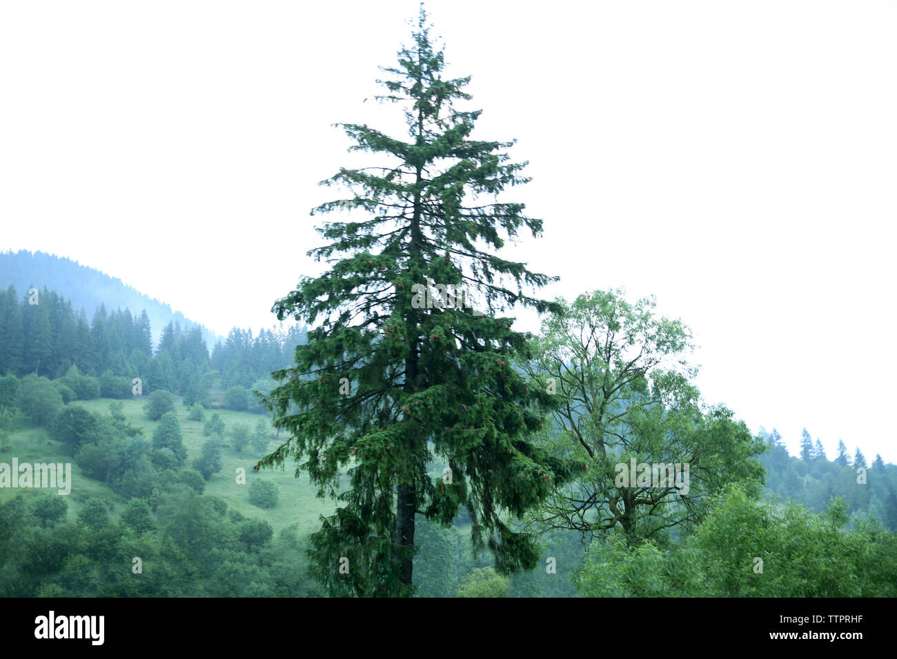 Single tree on mountain forest background Stock Photo - Alamy