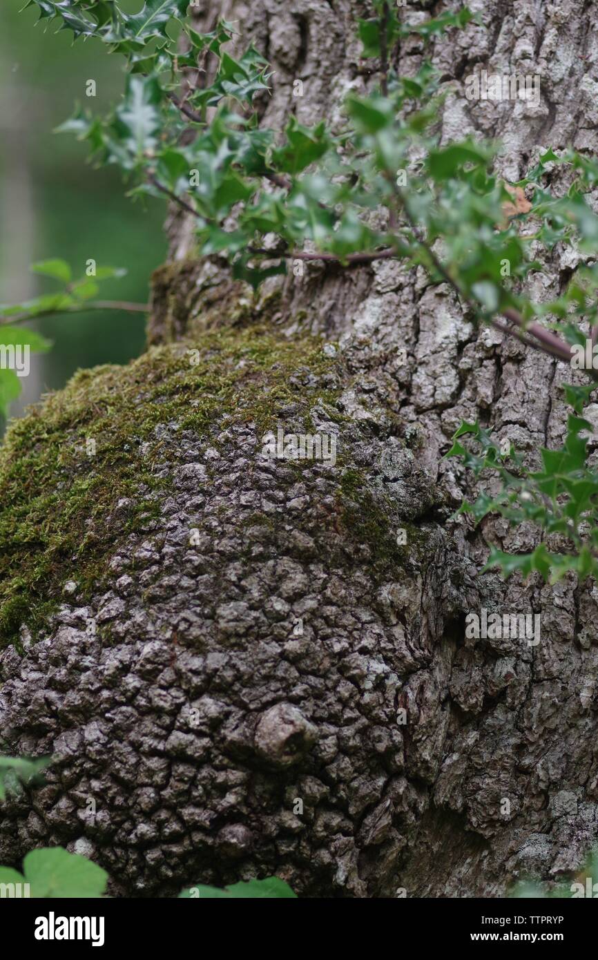 Canker on an English Oak Tree Trunk. Hembury Woods on a Late Summers ...