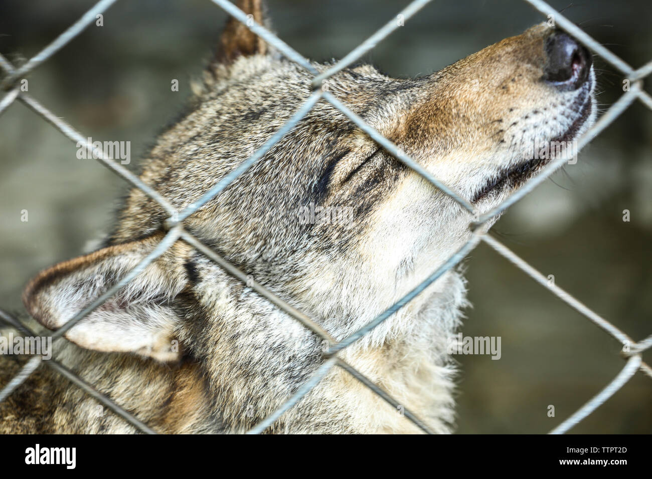 Wolf in the cage, closeup Stock Photo - Alamy